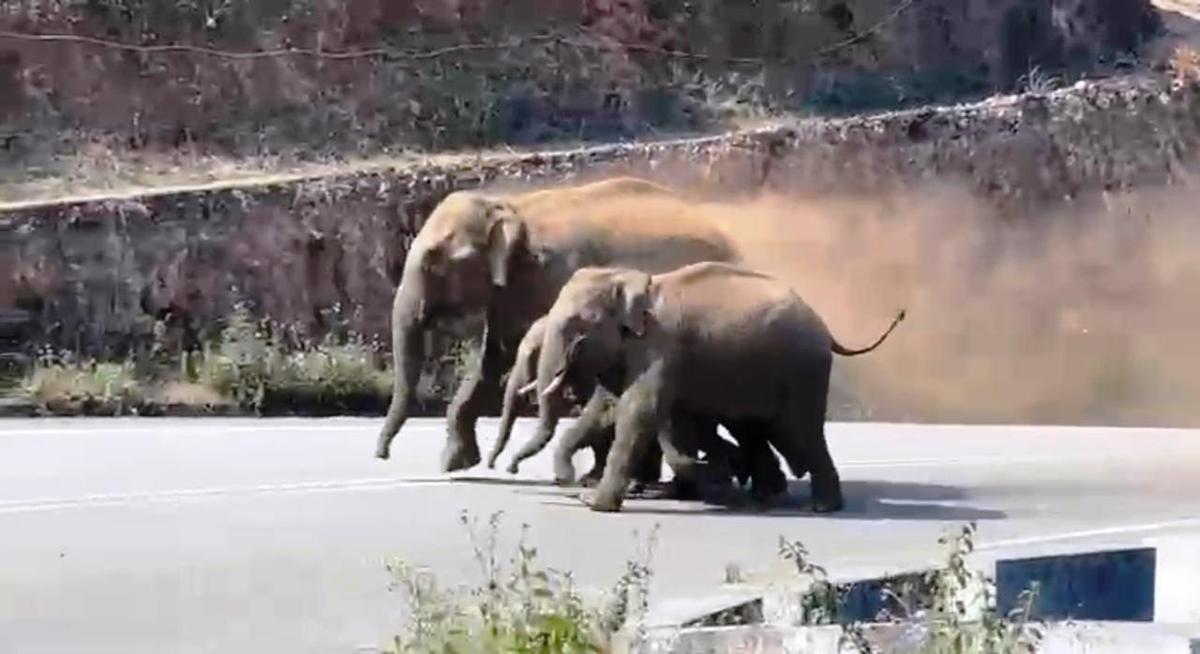 Officials warn tourists to be cautious of elephant herd roaming Munnar ...