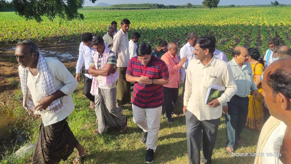 Tobacco Board’s intervention sought as Cyclone Mandous inflicts heavy ...