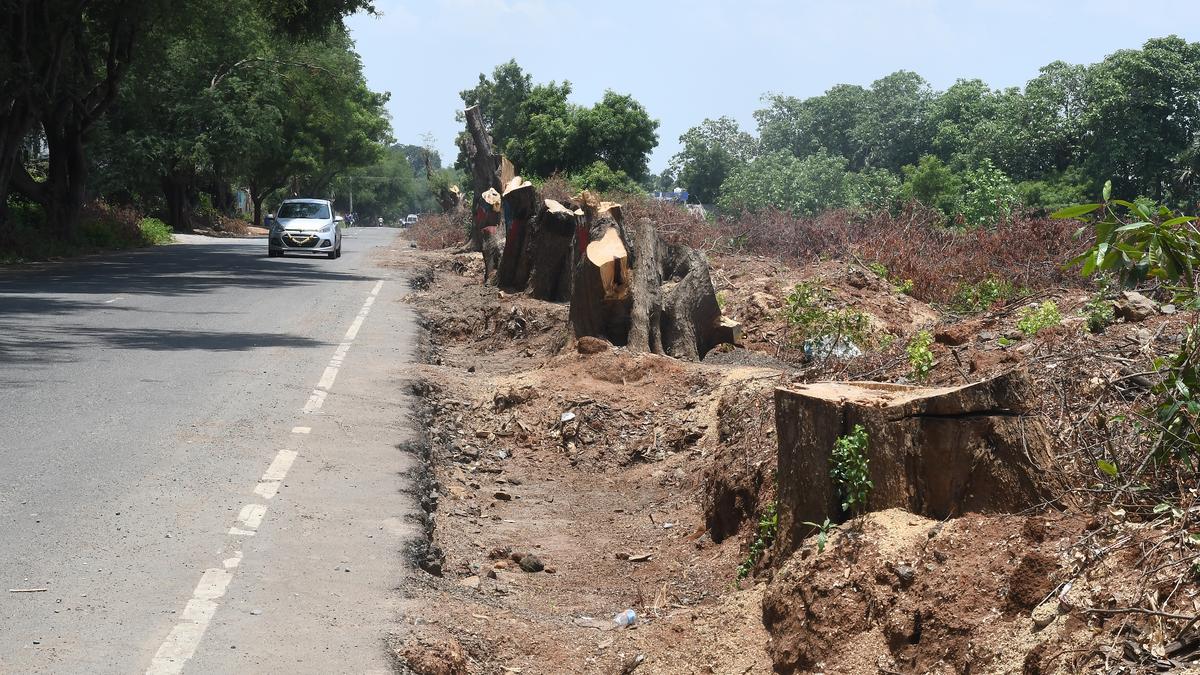 Over 400 trees to be axed for widening three stretches near ...