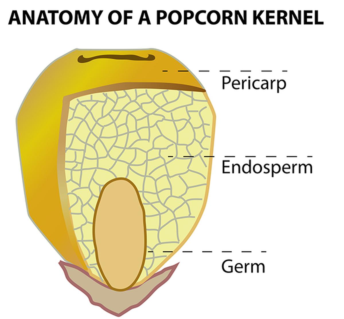Popcorn Kernel Diagram Popcorn Kernel Drawing Images – Browse 13,036