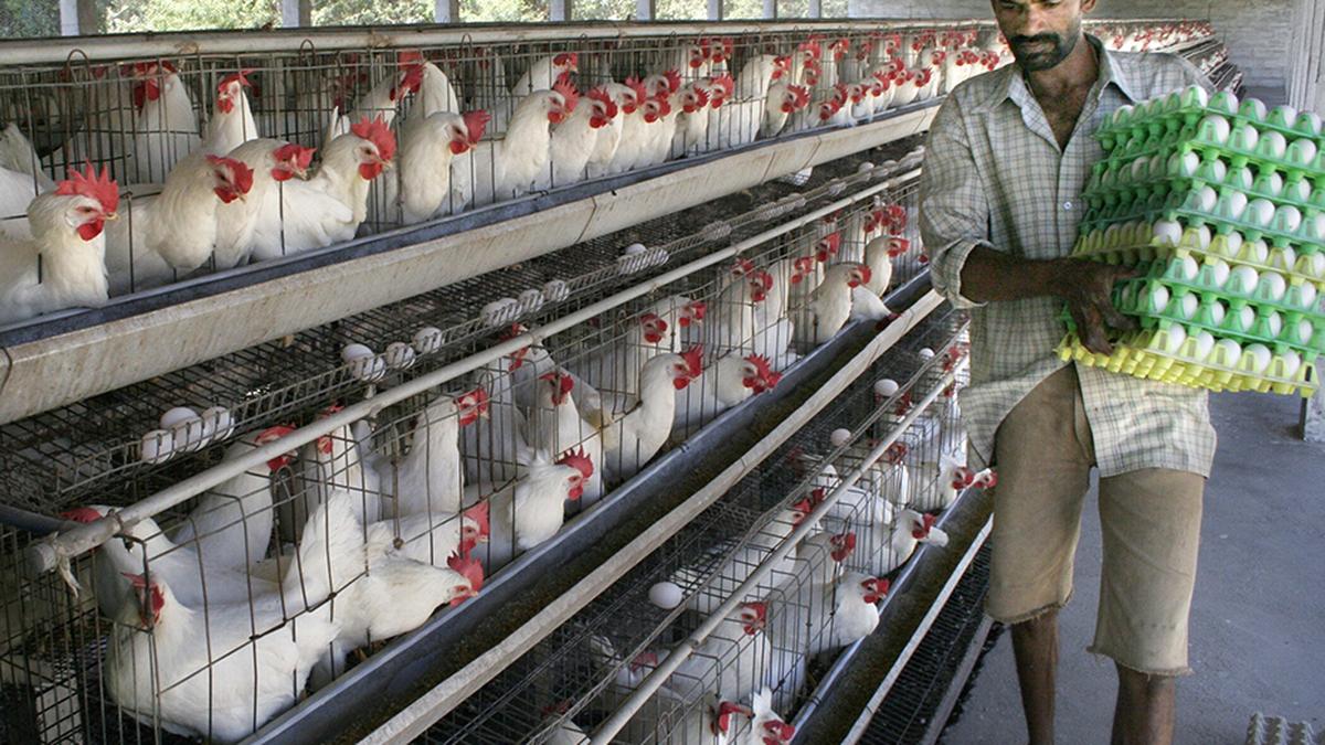 Avian flu outbreak: 325 birds culled at Ranchi poultry farm - The Hindu