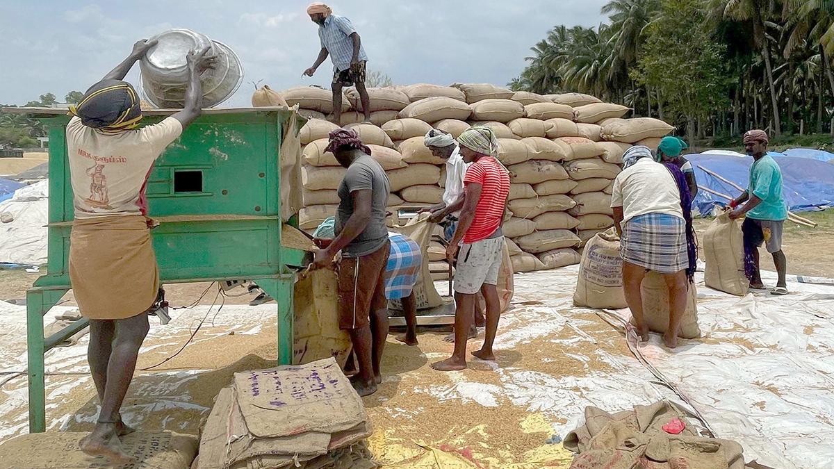 A new player in paddy procurement in non-delta region is gaining ...