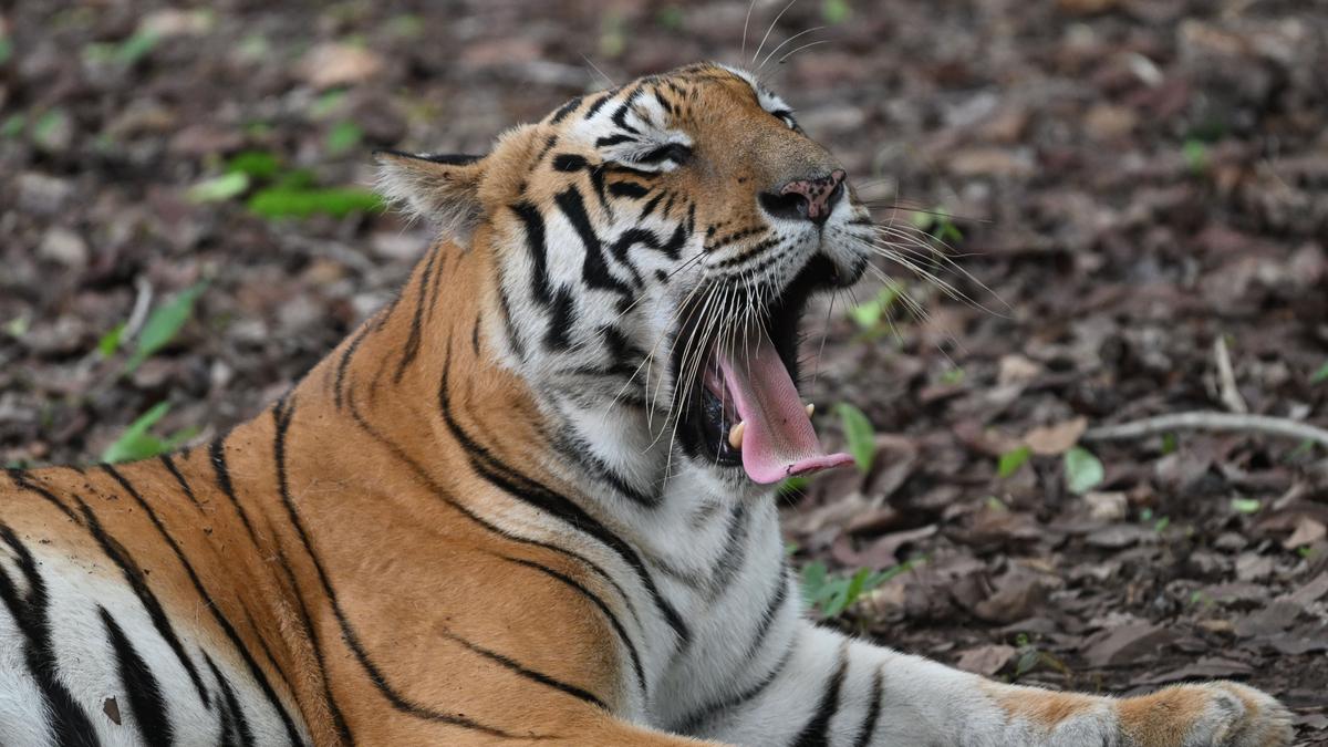 Tigress introduced in Similipal Tiger Reserve in Odisha strays into ...