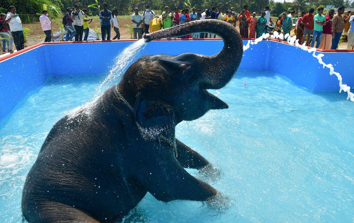 Perur Pateeswarar temple elephant ‘Kalyani’ gets bathing pool - The Hindu