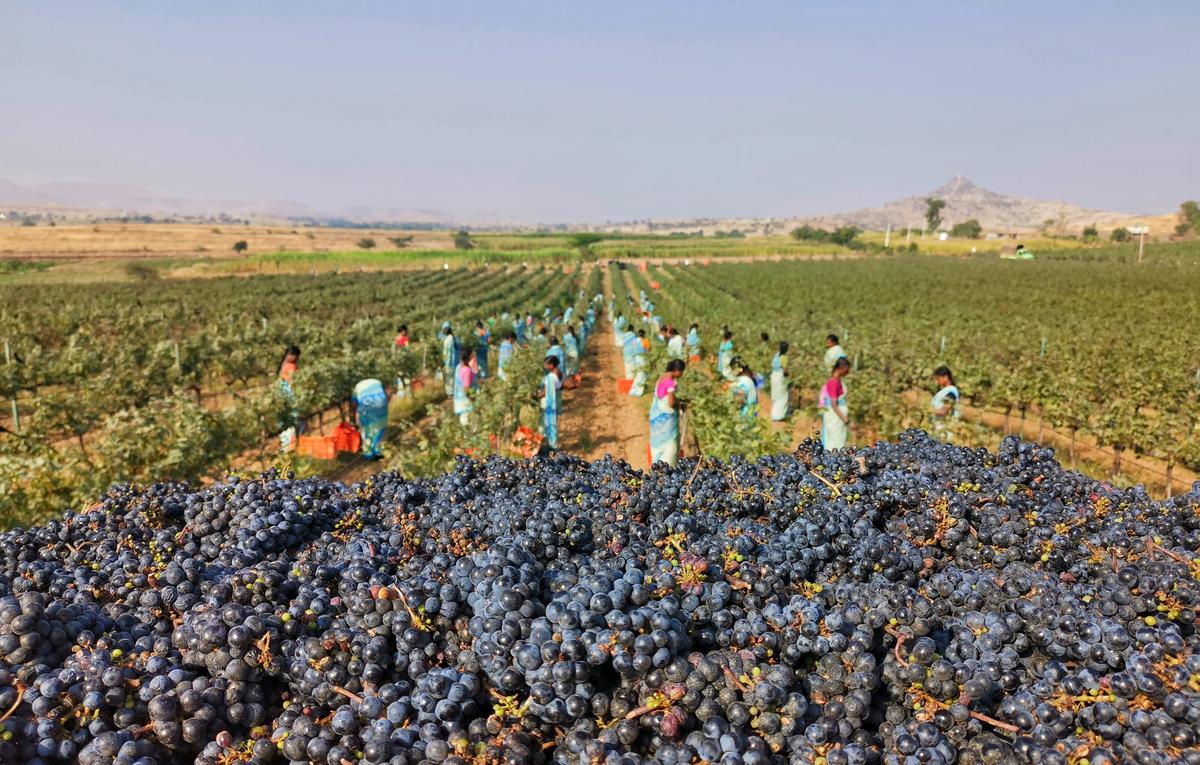 Vineyard tourism thrives in India as domestic tourists enjoy memorable ...