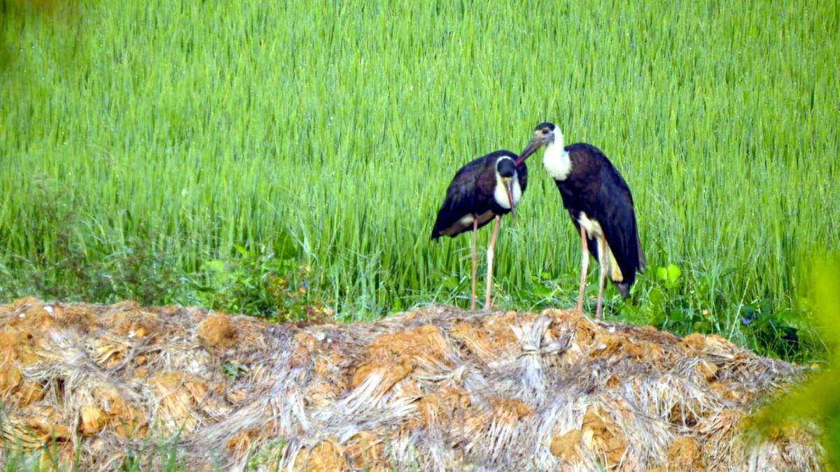 Kole bird survey 2023: 9,904 birds sighted, lowest count in four ...