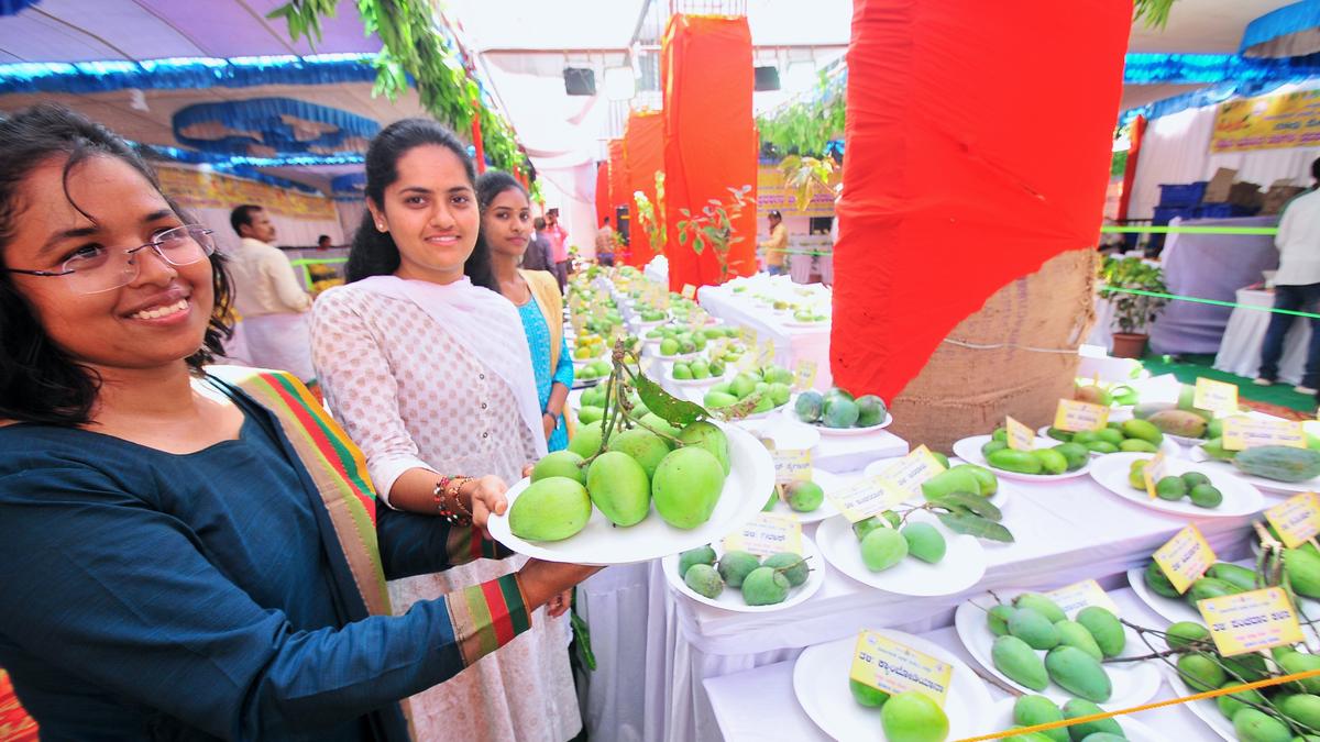 Mango festival receives good response in Ballari - The Hindu