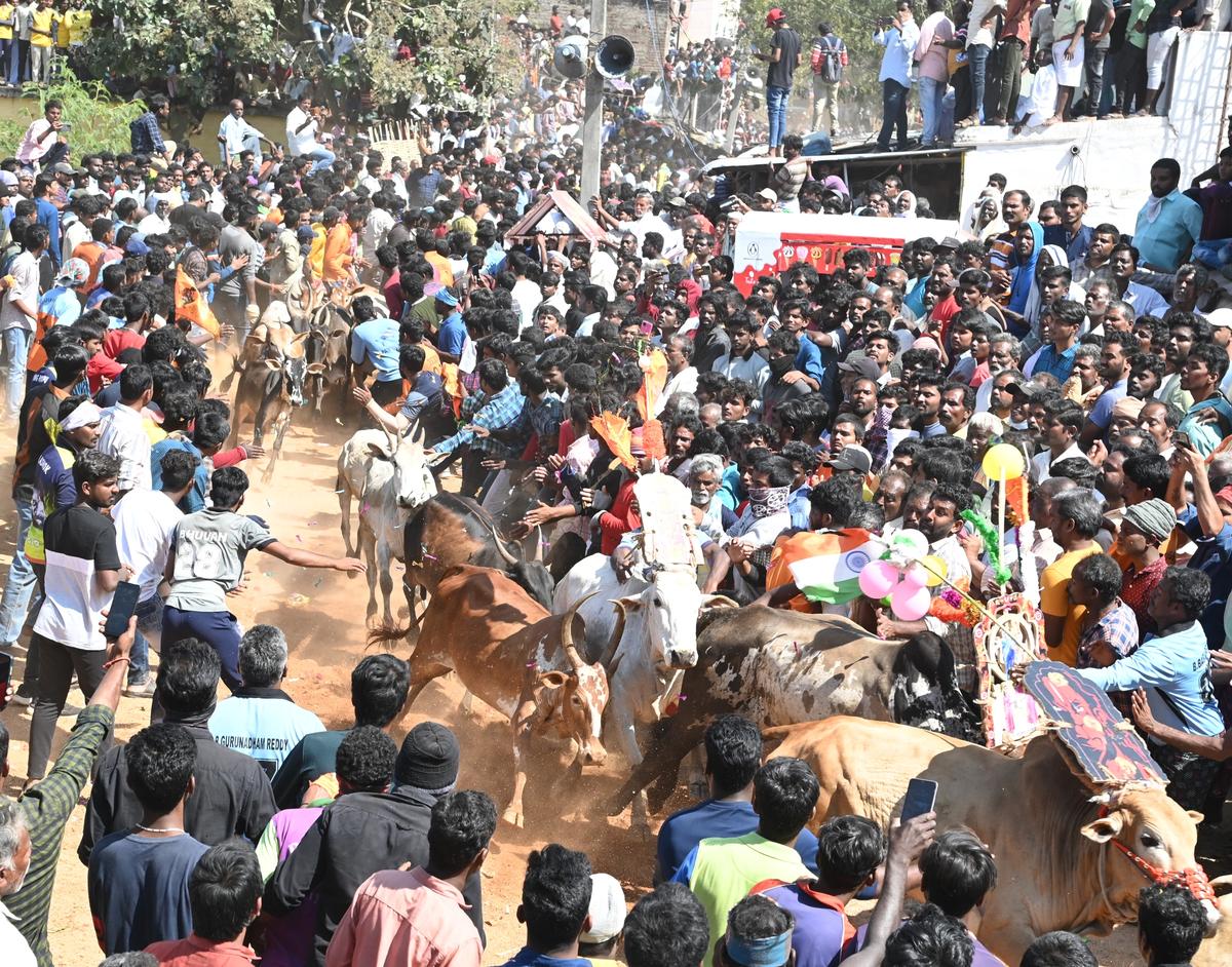 ‘Pasuvula Panduga’ celebrated early in Tirupati district, with great ...