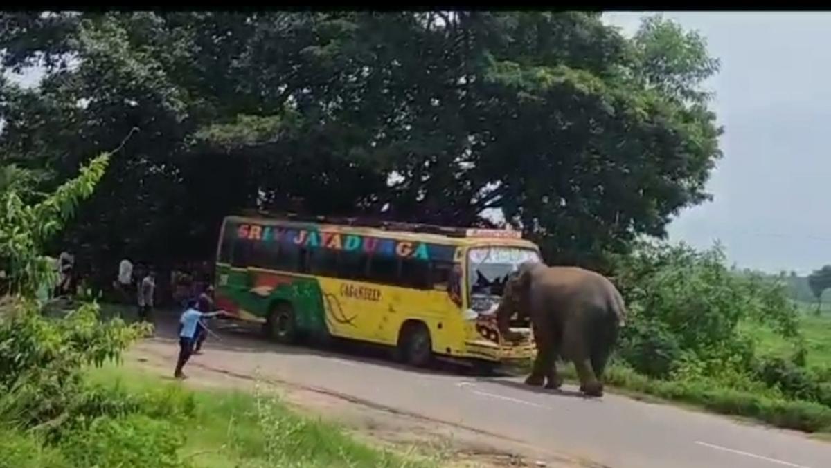 elephant attack the bus