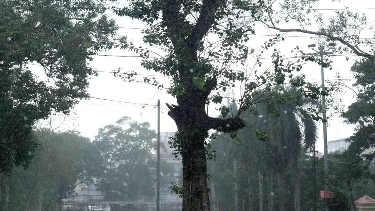 160-year-old peepal tree gets rejuvenation therapy - The Hindu