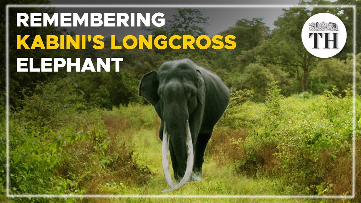 Watch | In memory of ‘Longcross’, Kabini’s long-tusked elephant - The Hindu