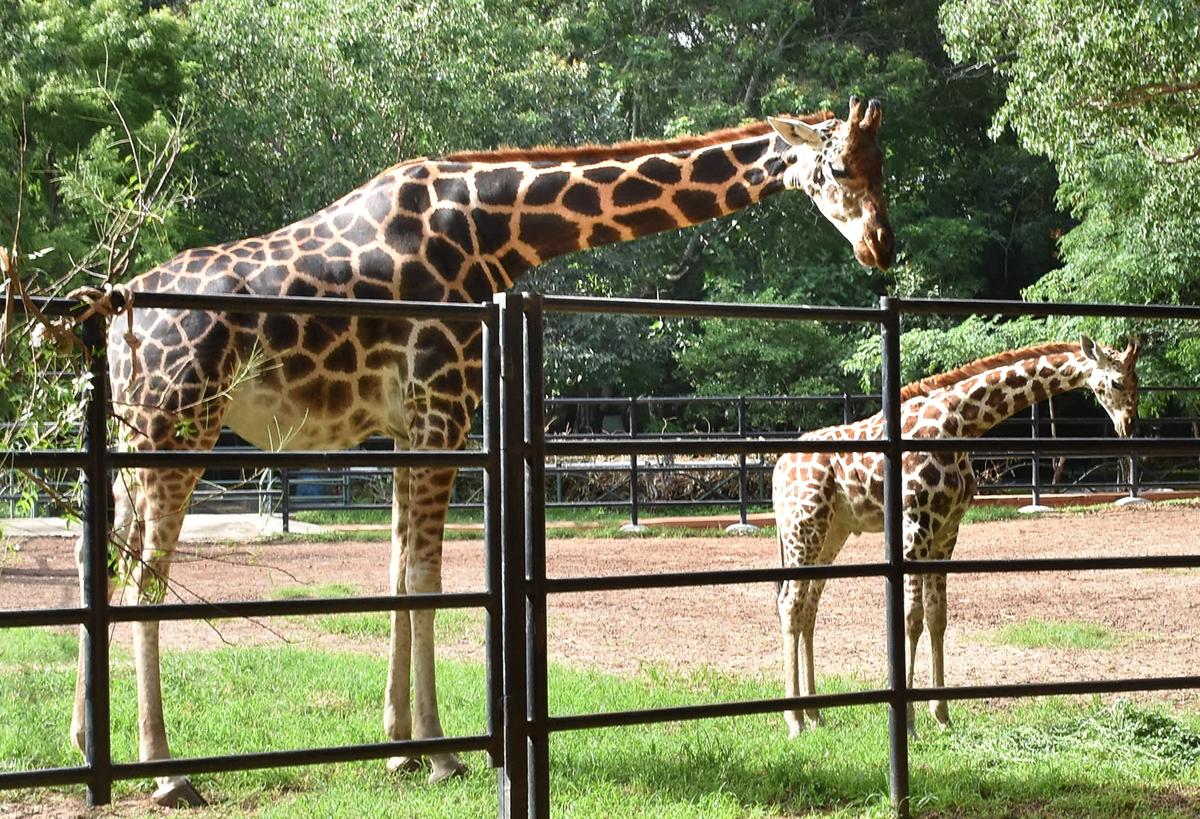 Mysuru zoo: Whatsapp-based ticketing system launched - The Hindu