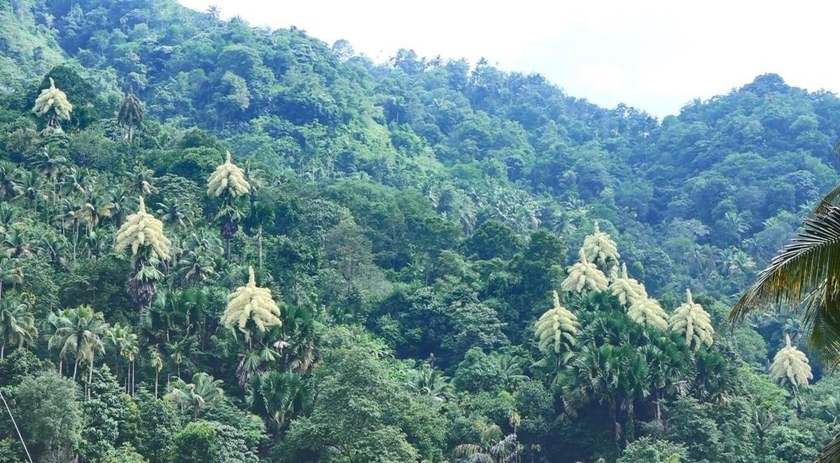 Rare Kodappana blooms in Idukki keep tourists riveted - The Hindu