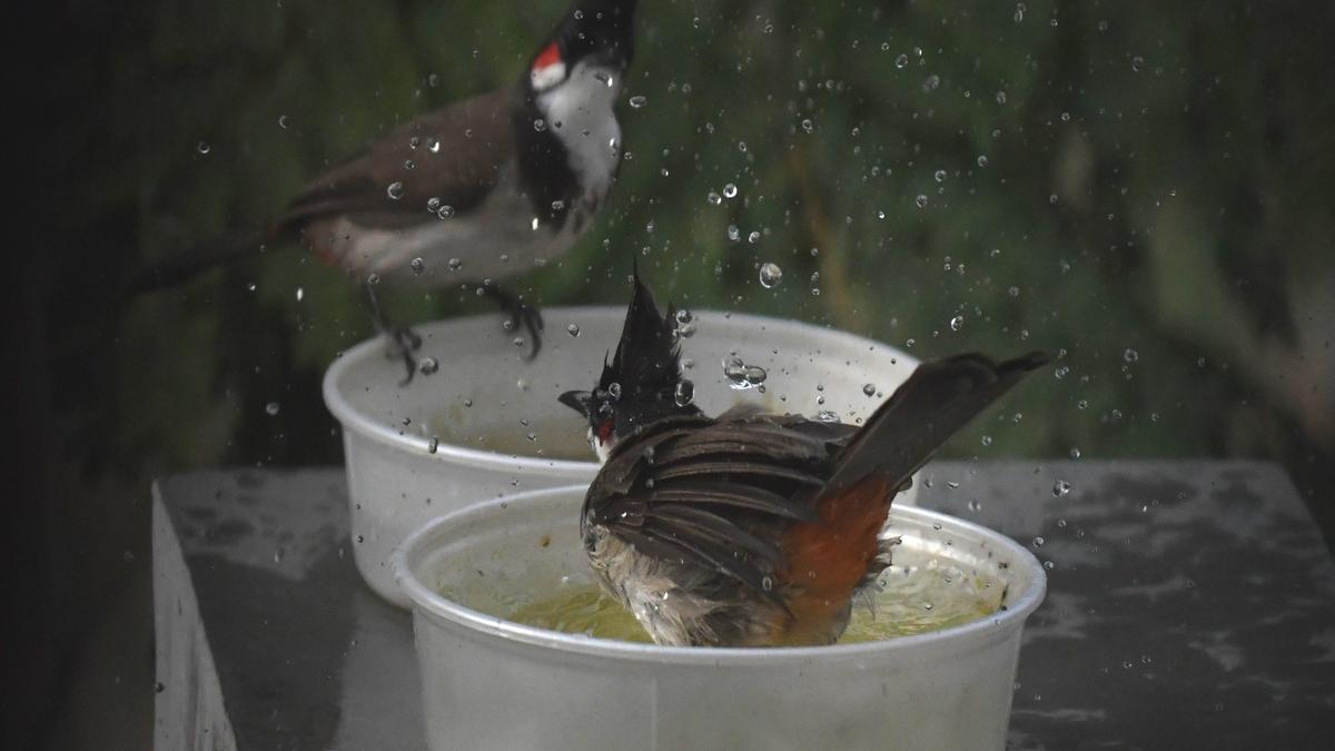 ‘Drinking water for birds’ campaign - The Hindu