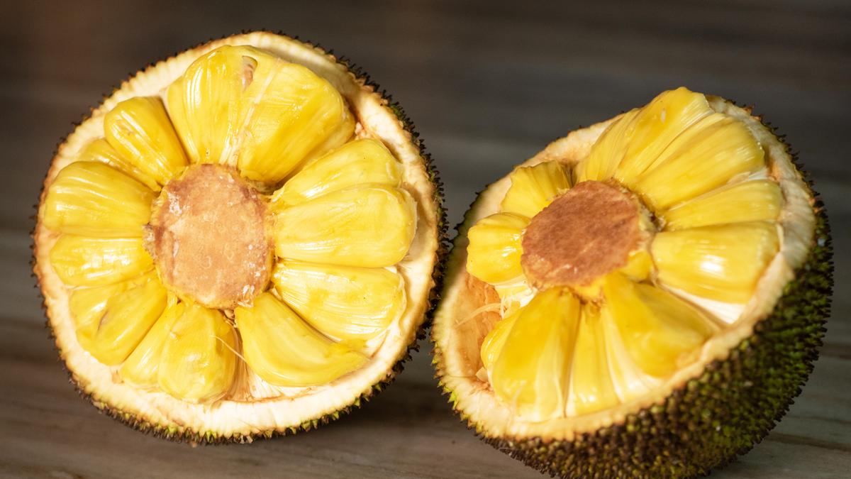 Early-yielding jackfruit variety ready for release - The Hindu