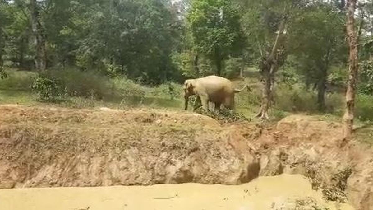 Watch | Wild elephant rescued from pond in Wayanad - The Hindu