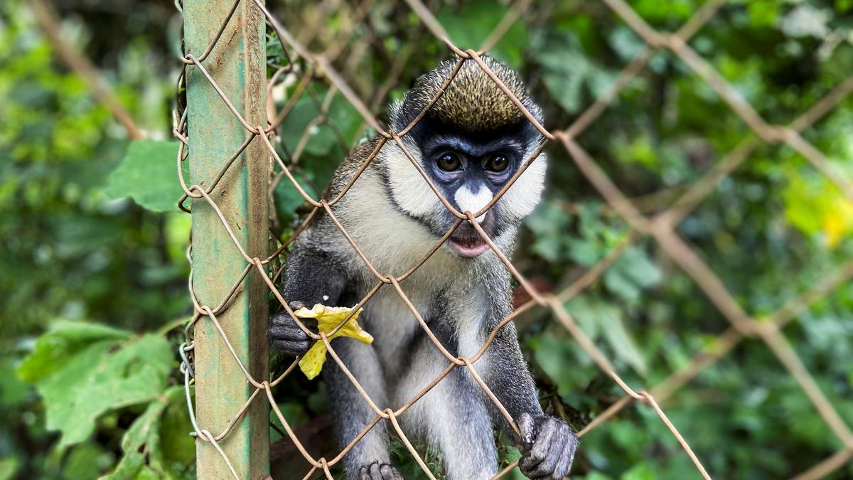 Farmers in Karnataka get nod to capture trouble-causing monkeys - The Hindu