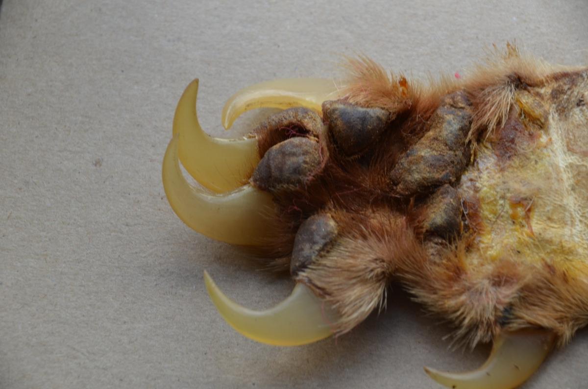 Despite enforcement measures, illegal trafficking of protected species ...