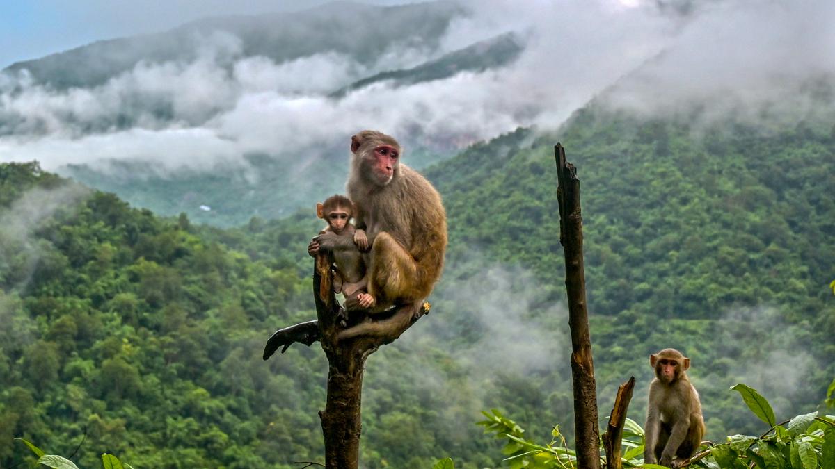 Chinese scientists plan to send monkeys to space - The Hindu