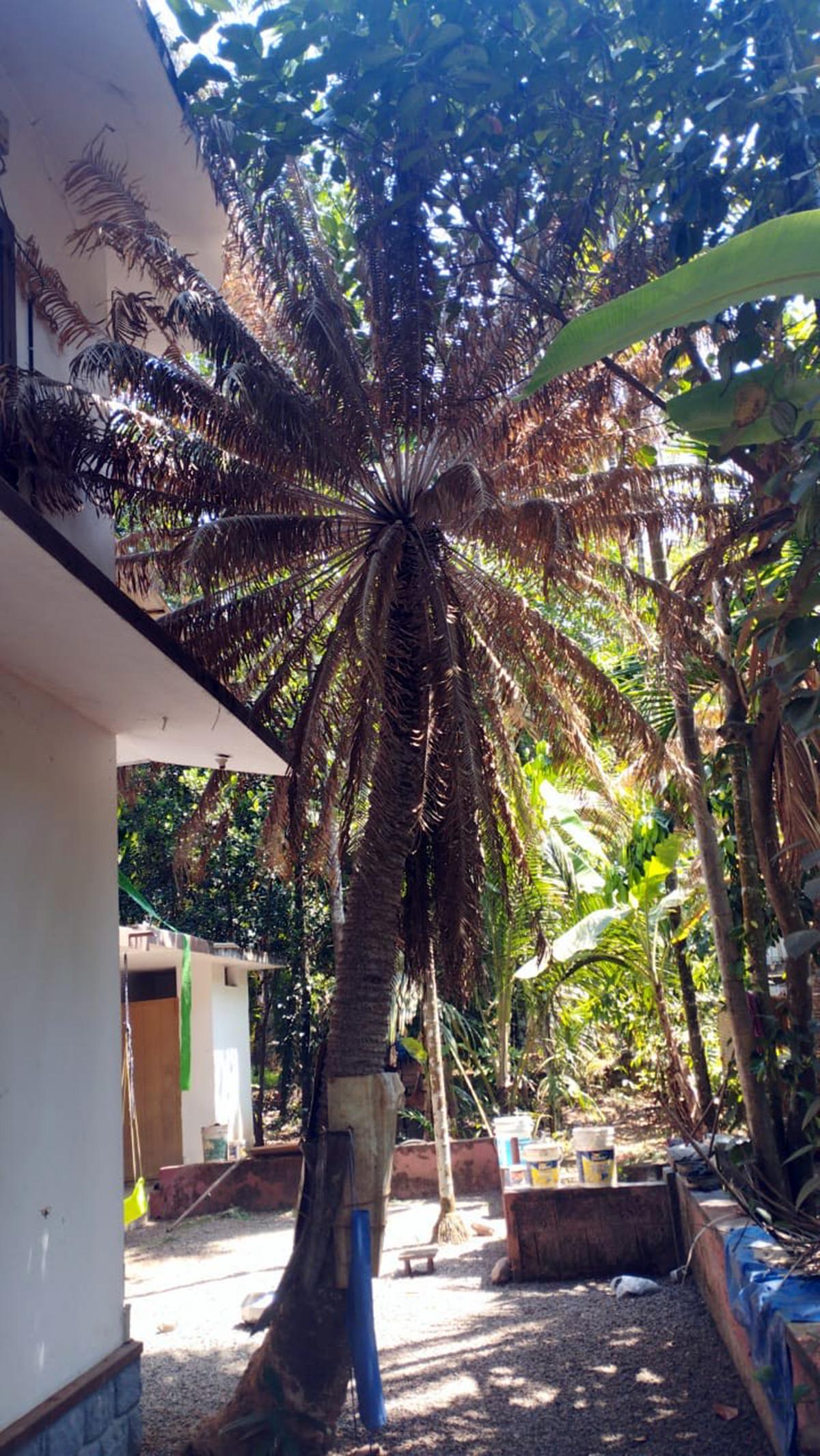 Rare tree fights a losing battle in north Kerala - The Hindu