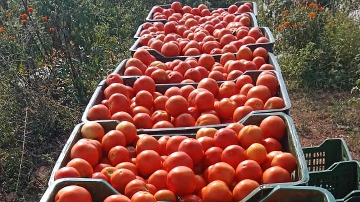 Andhra Pradesh: Wholesale price of first-grade tomato jumps to ₹200 a ...