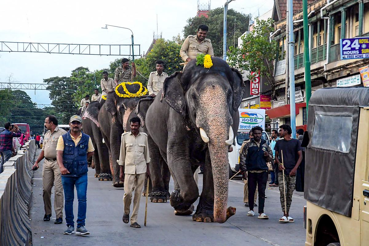 Dasara elephants begin their routine training - The Hindu