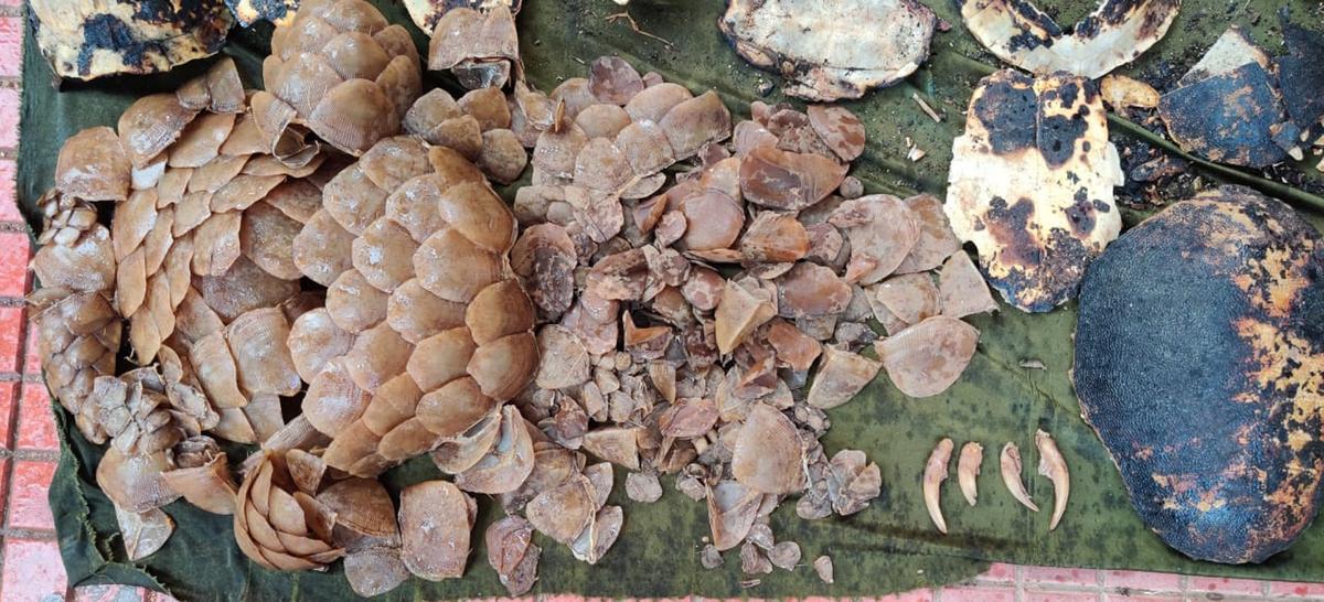 Tracking Indian pangolins - The Hindu