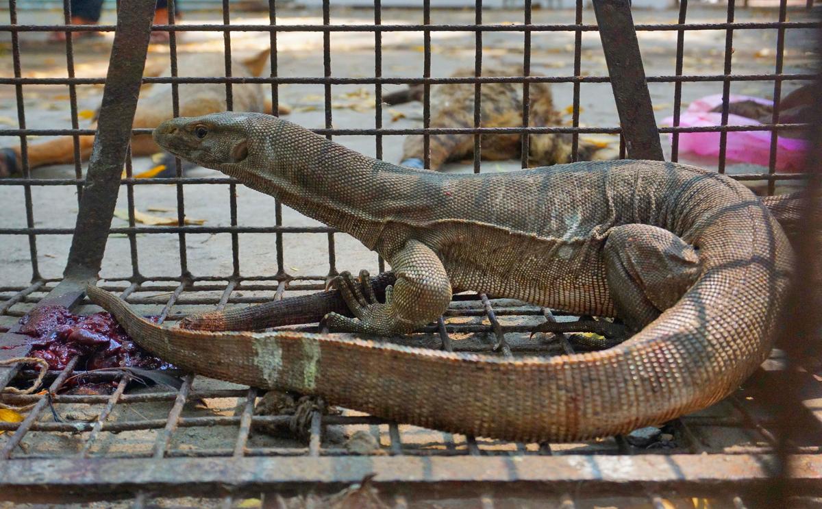 57 carcasses of birds seized in Puducherry; poachers flee - The Hindu