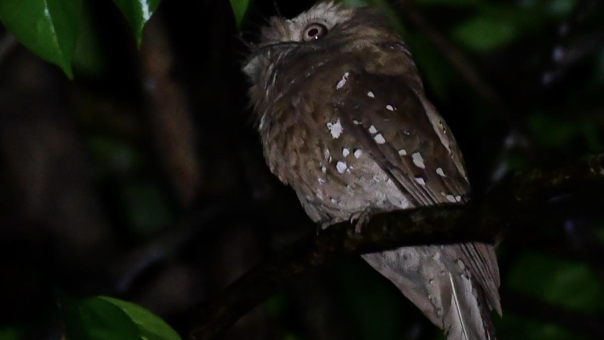 Survey spots 35 species of birds in Vanaparvam biodiversity park - The ...