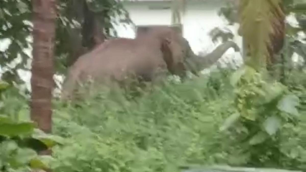 Man ‘trampled’ to death by wild elephant that triggered panic at ...