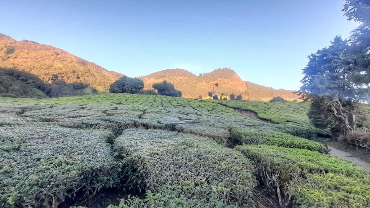 Munnar experiencing rare weather pattern as mercury dips to sub-zero ...