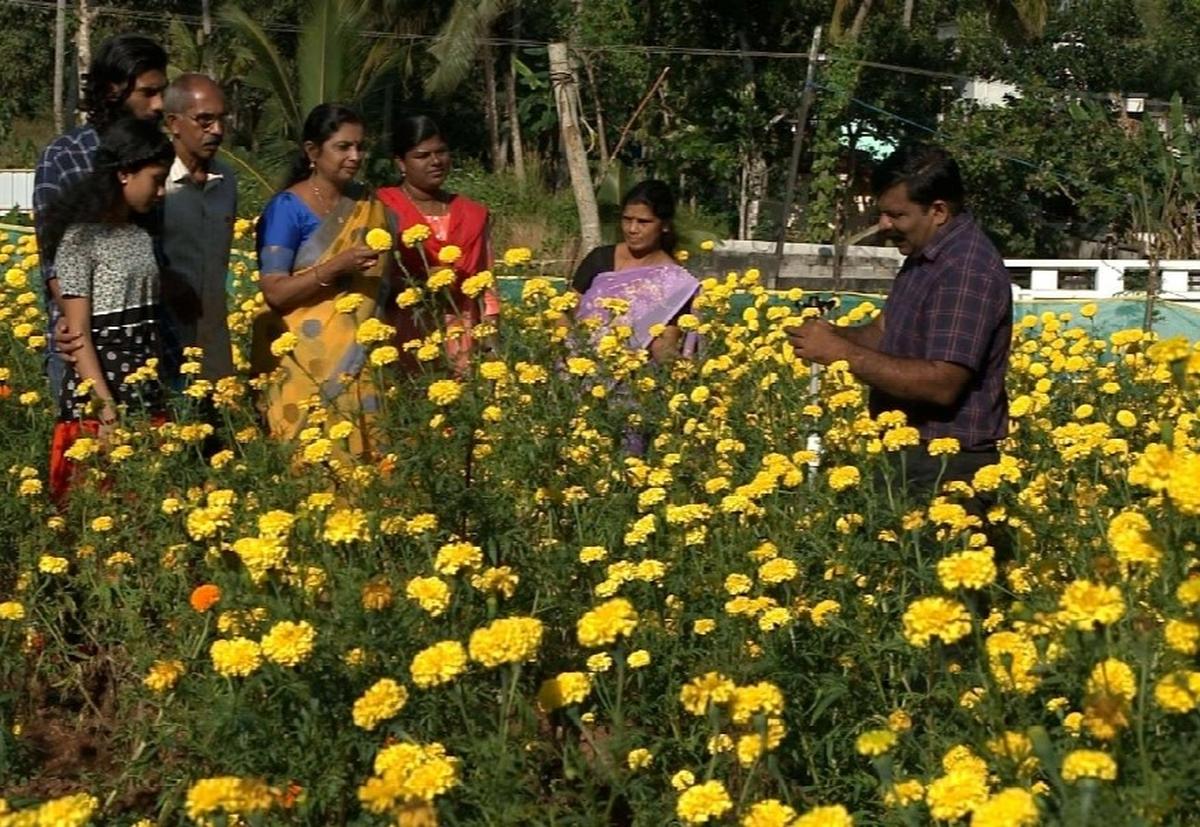 Marigold Flower Farming In India | Best Flower Site