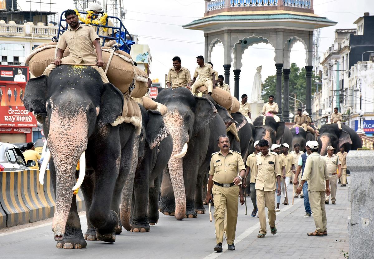 Dasara jumbo squad: First-timers Bhima and Mahendra perform tasks with ...
