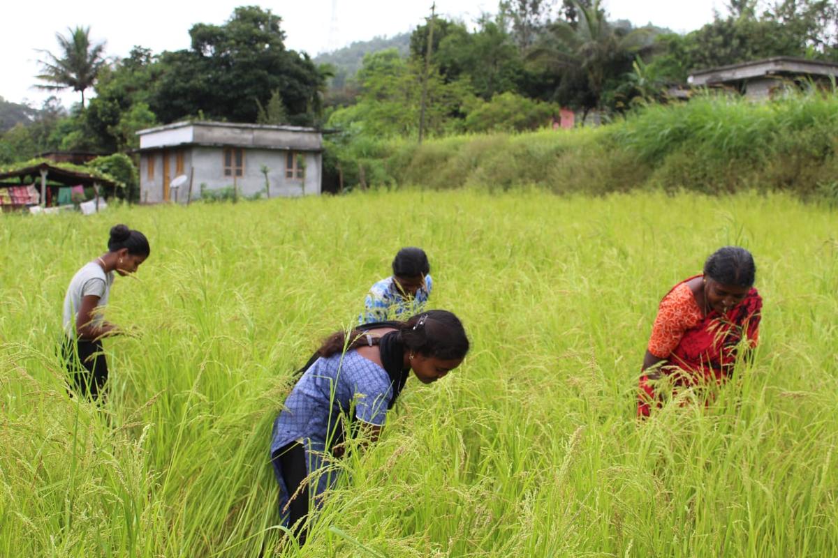 Millet farming is on an expansion mode in Kerala - The Hindu