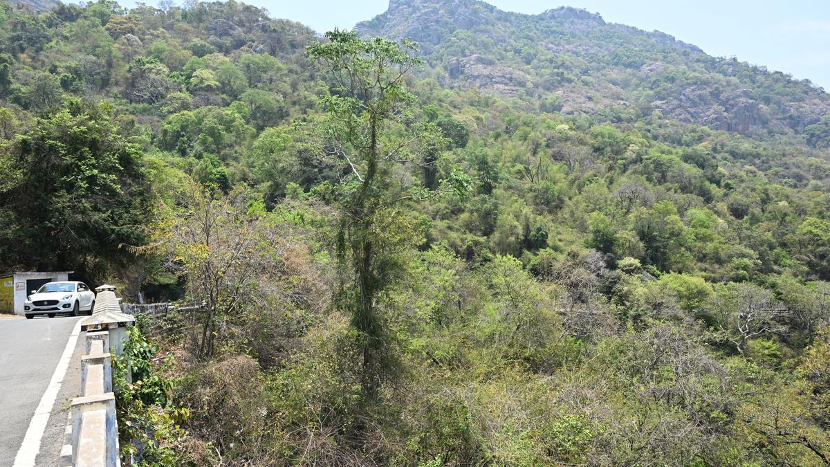 Campfires banned in Yercaud to prevent forest fires this summer - The Hindu