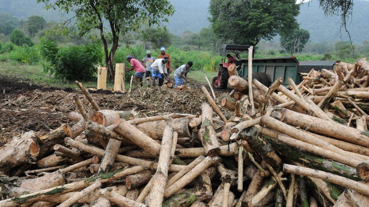 Invasive species removed from over 356 hectares in Sathyamangalam Tiger ...