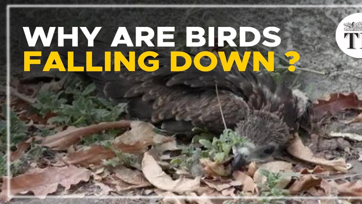 Watch | Why are birds falling down? - The Hindu