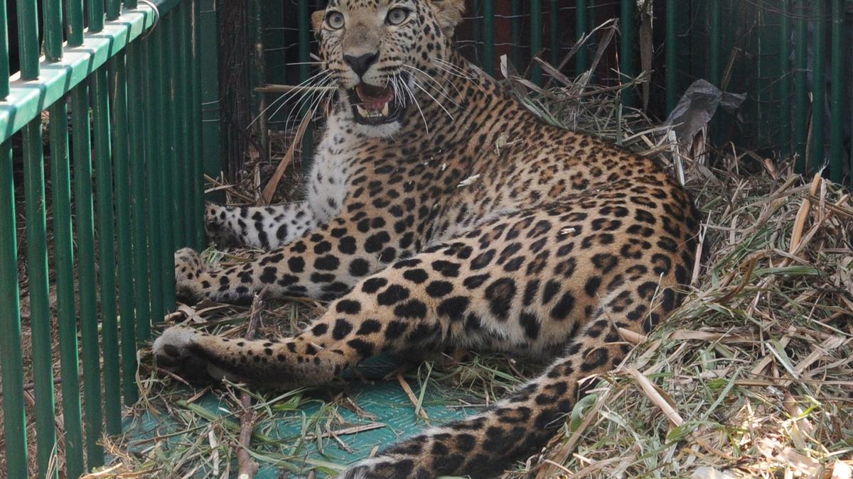Of thriving leopard population in Mysuru and the challenge of ...