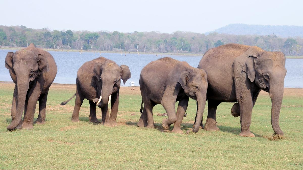 Artificial water sources in national parks may be keeping elephants off Kabini, say activists ...