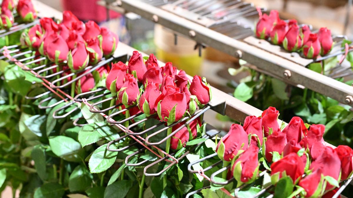 How a co-operative model of farming helped boost floriculture in Tamil Nadu - The Hindu