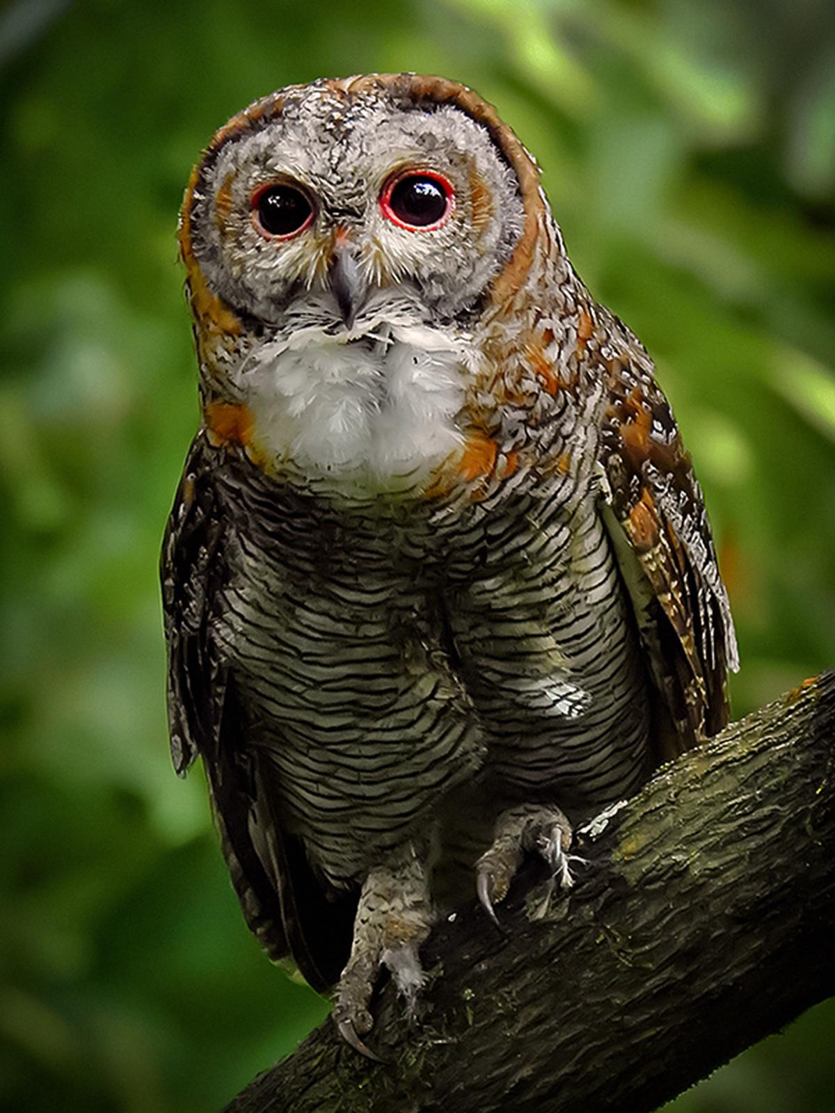 Review of Aasheesh Pittie’s The Living Air: A philosophy for ...