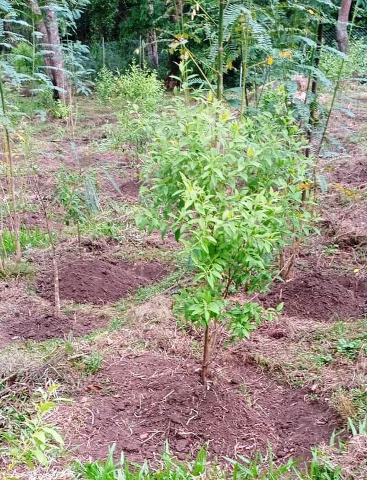 Dwindling Marayur reserve gets a fresh burst of sandalwood saplings ...