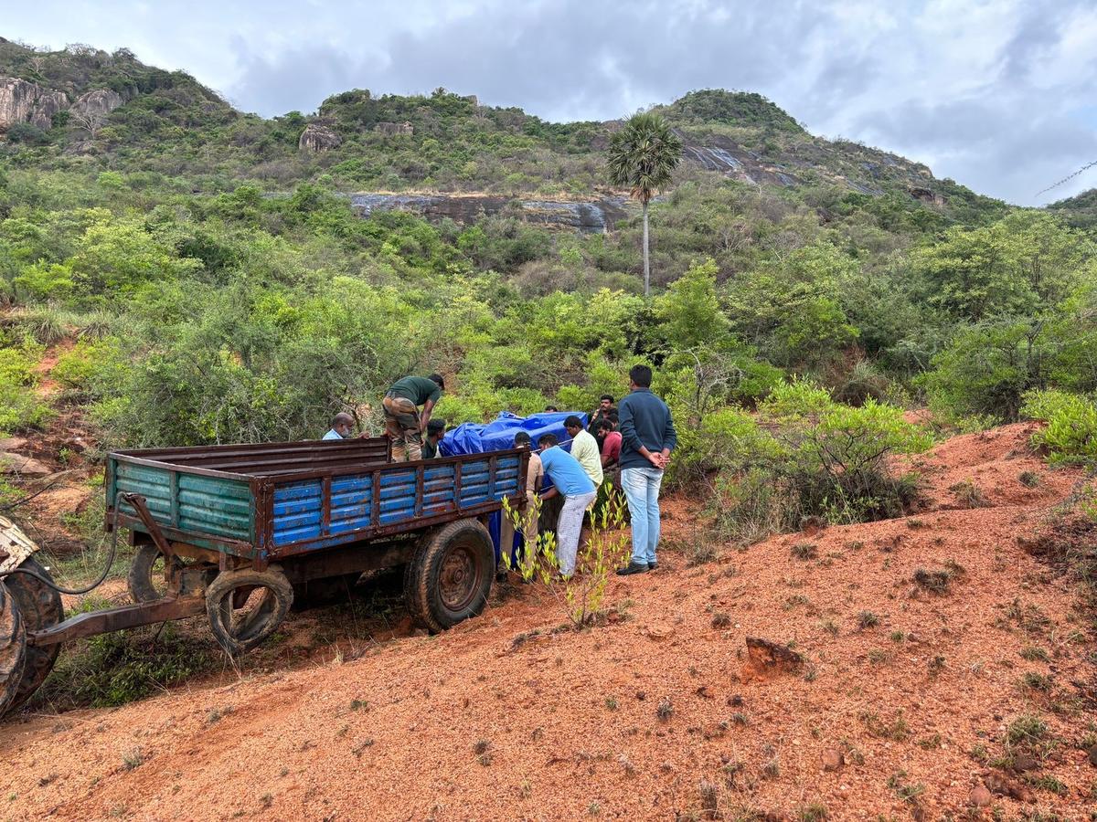 Caged panthers released into the wild by Tirunelveli forest personnel ...