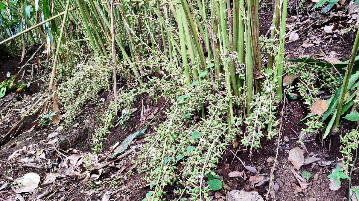 Cardamom price soars to a new high - The Hindu