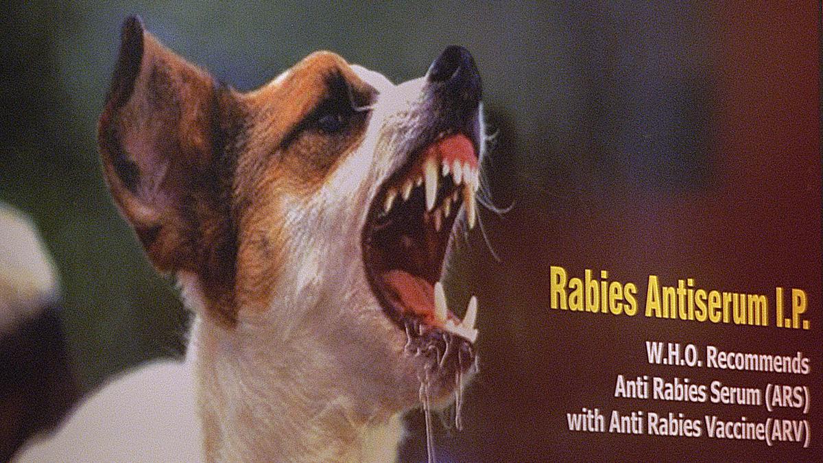 Passive euthanasia for rabies patients: SC to hear plea after 2 weeks ...