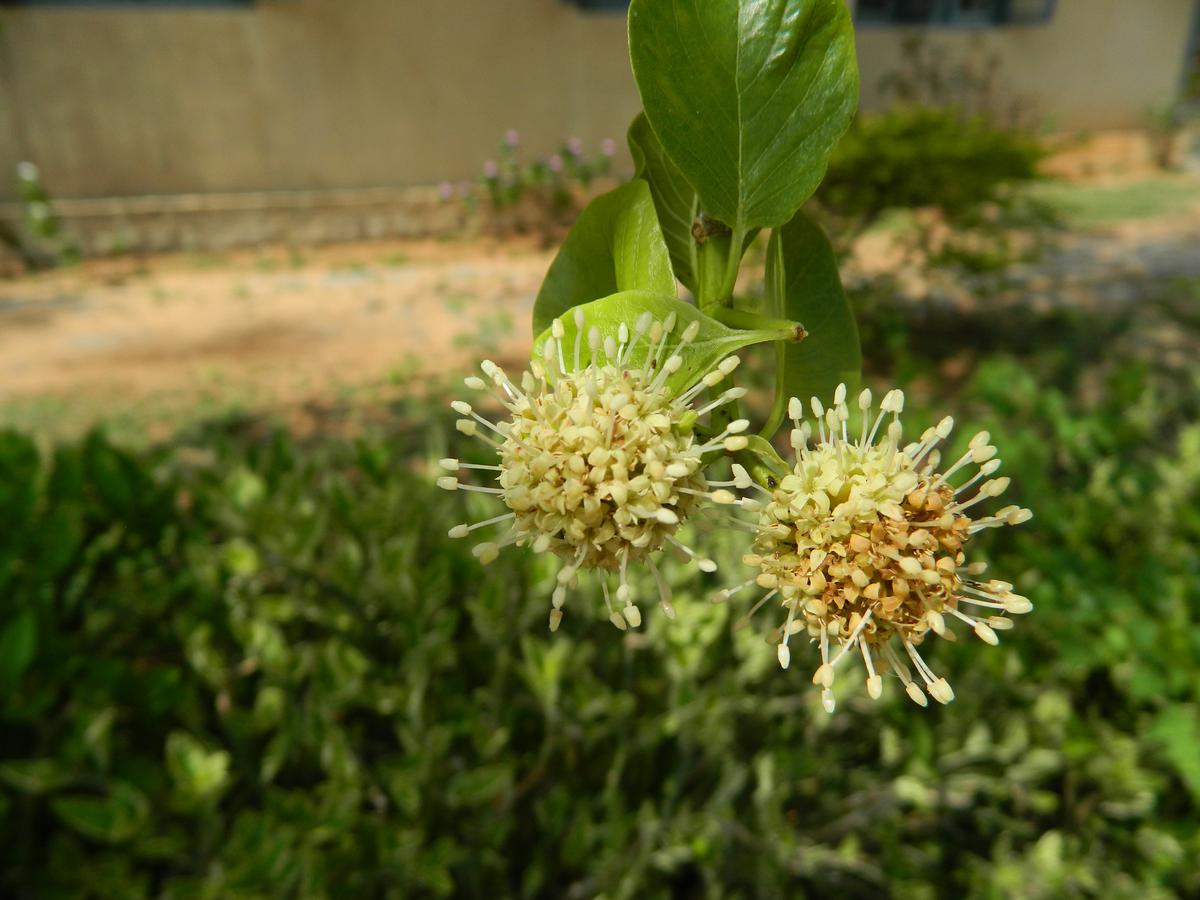 A new book describes how Rishi Valley School was founded in a rocky ...