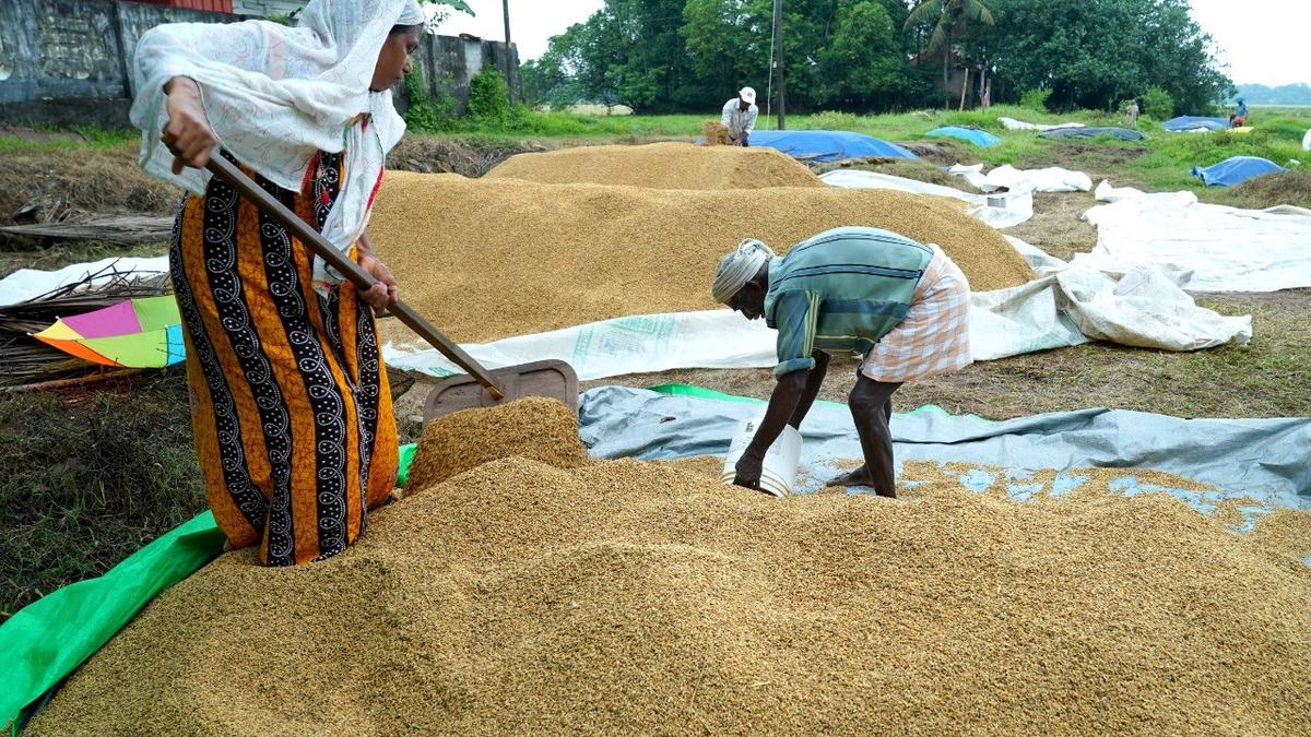 Delay in paddy procurement adds to farmers woes - The Hindu