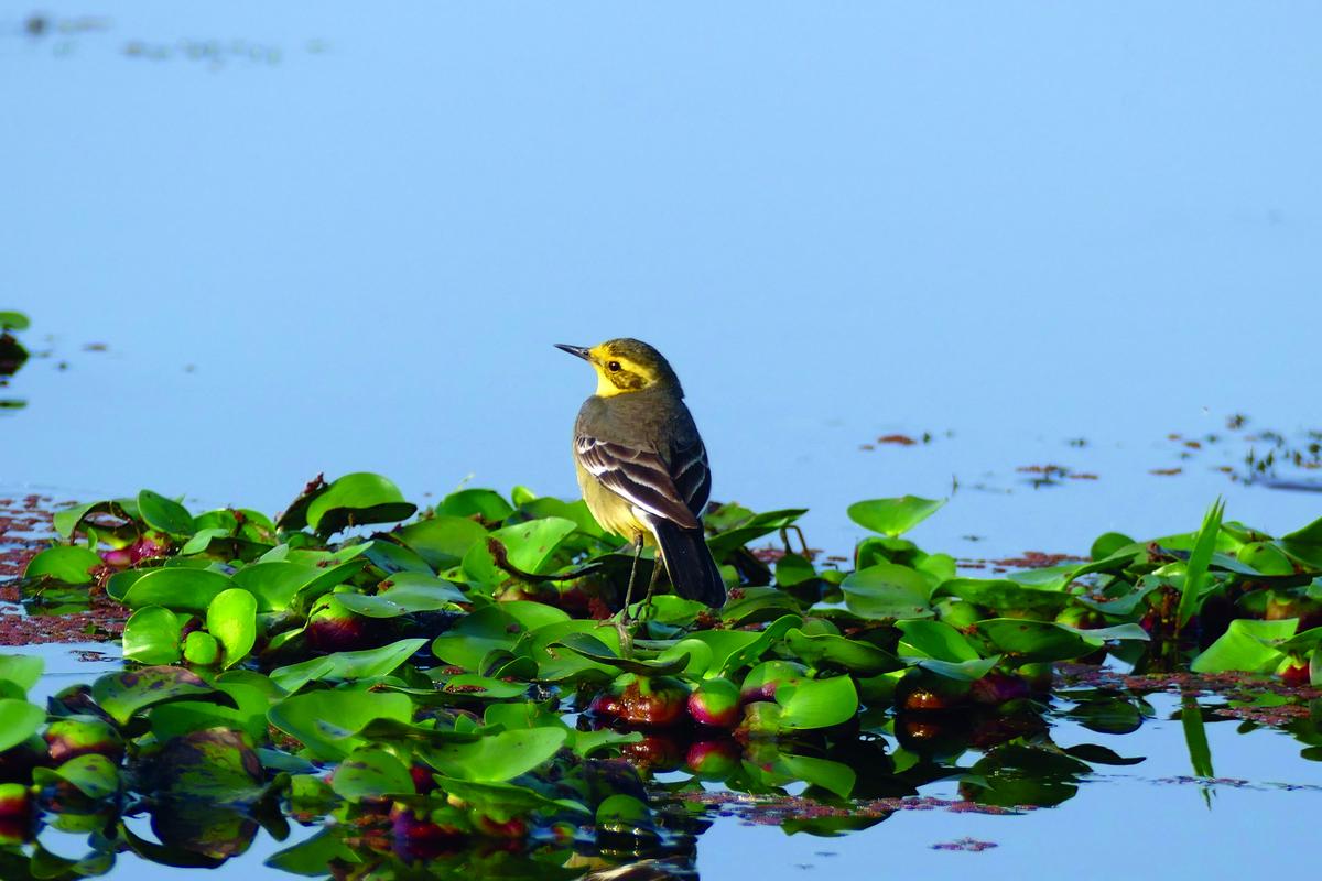 Review of Stephen Alter’s The Cobra’s Gaze: Locking eyes with a ‘goral ...