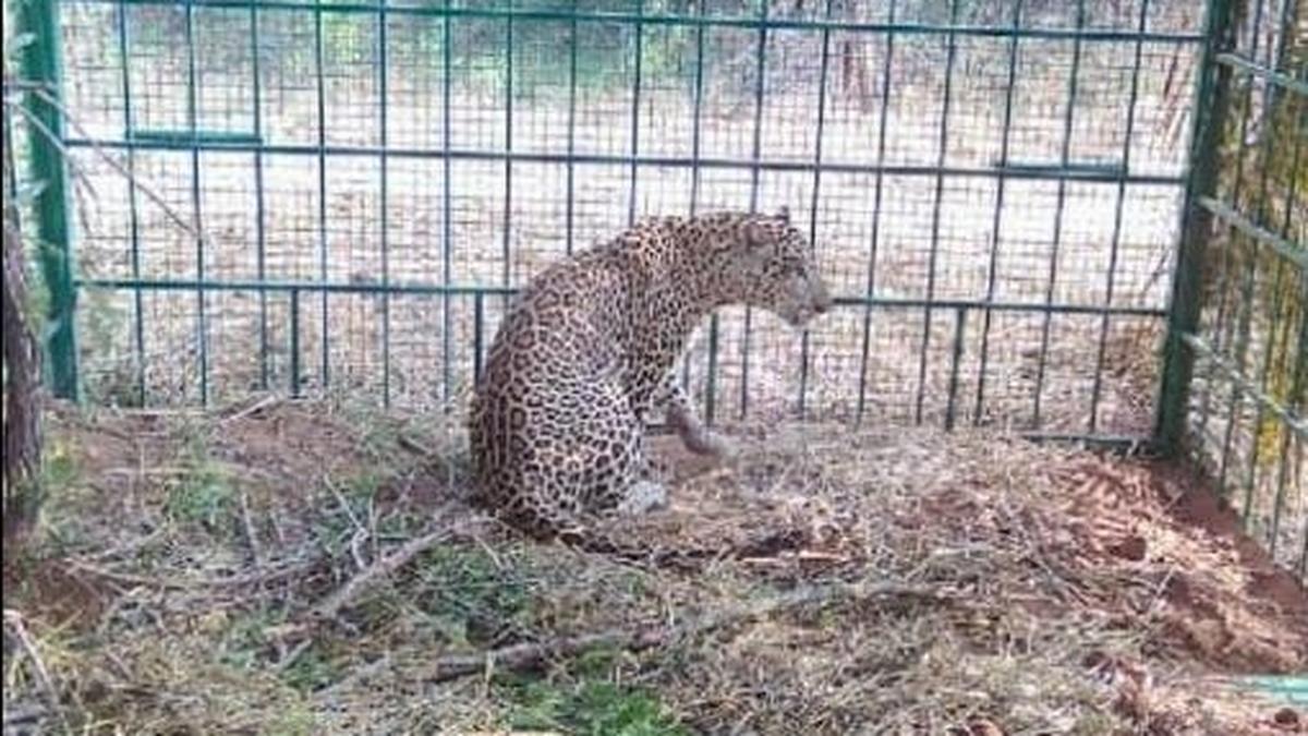 Leopard suspected to have killed two students trapped after weeks of ...