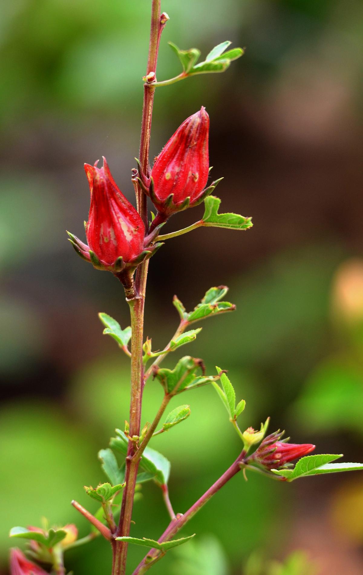 What’s the trending drink this summer in Coimbatore? - The Hindu